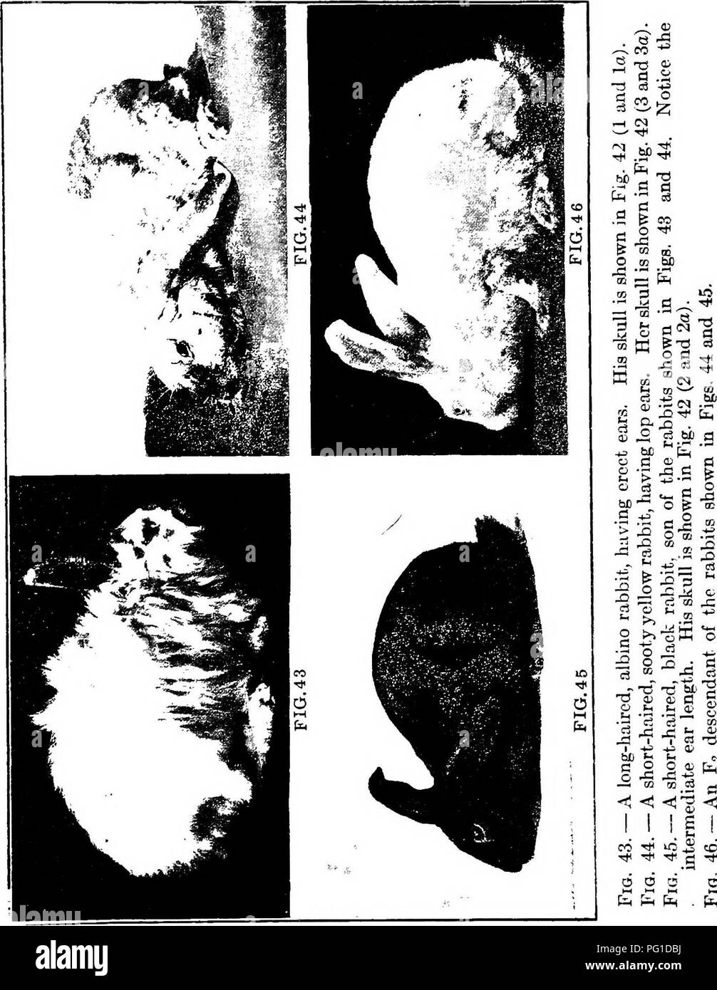 Animal genetic diversity Black and White Stock Photos & Images - Alamy