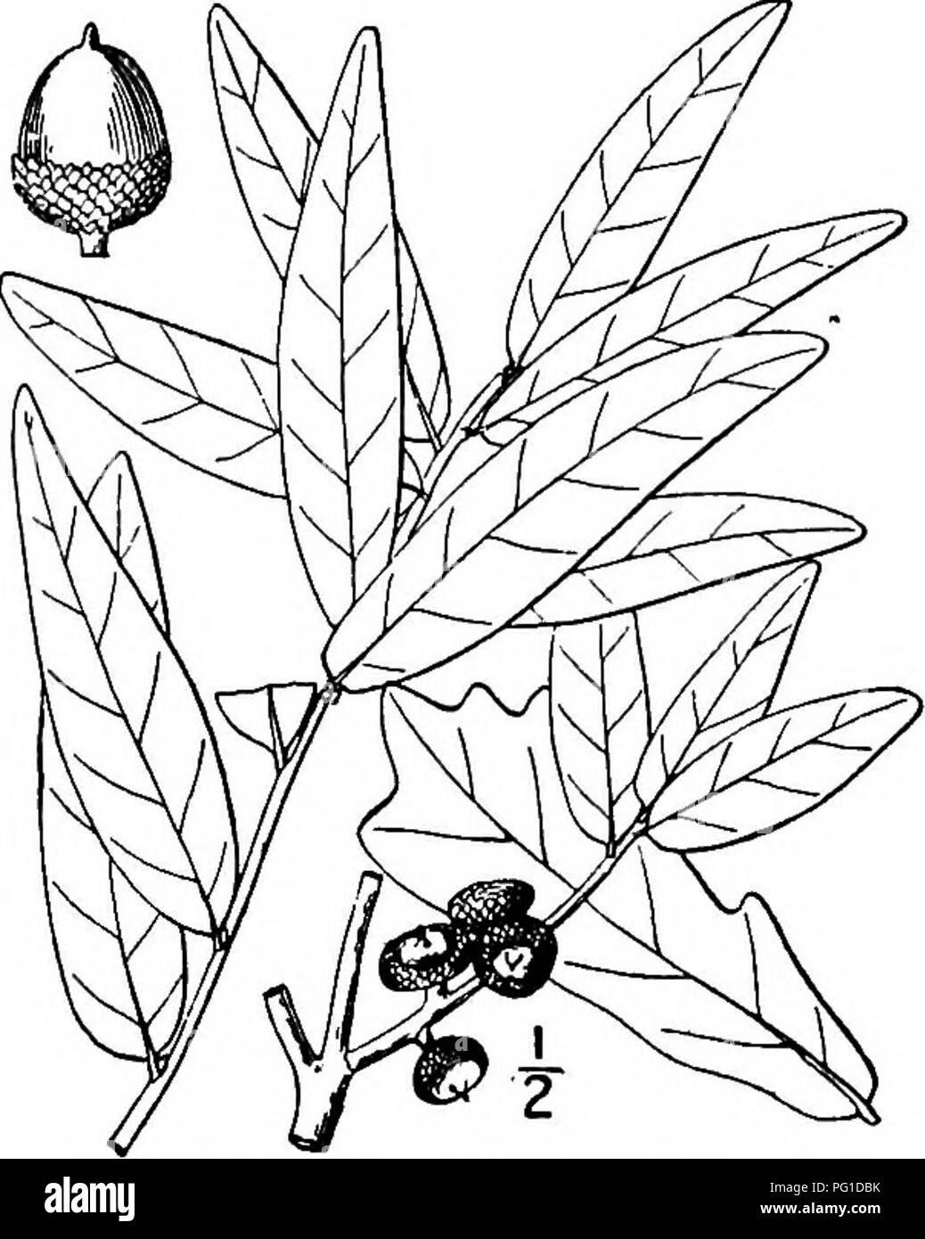 . North American trees : being descriptions and illustrations of the ...