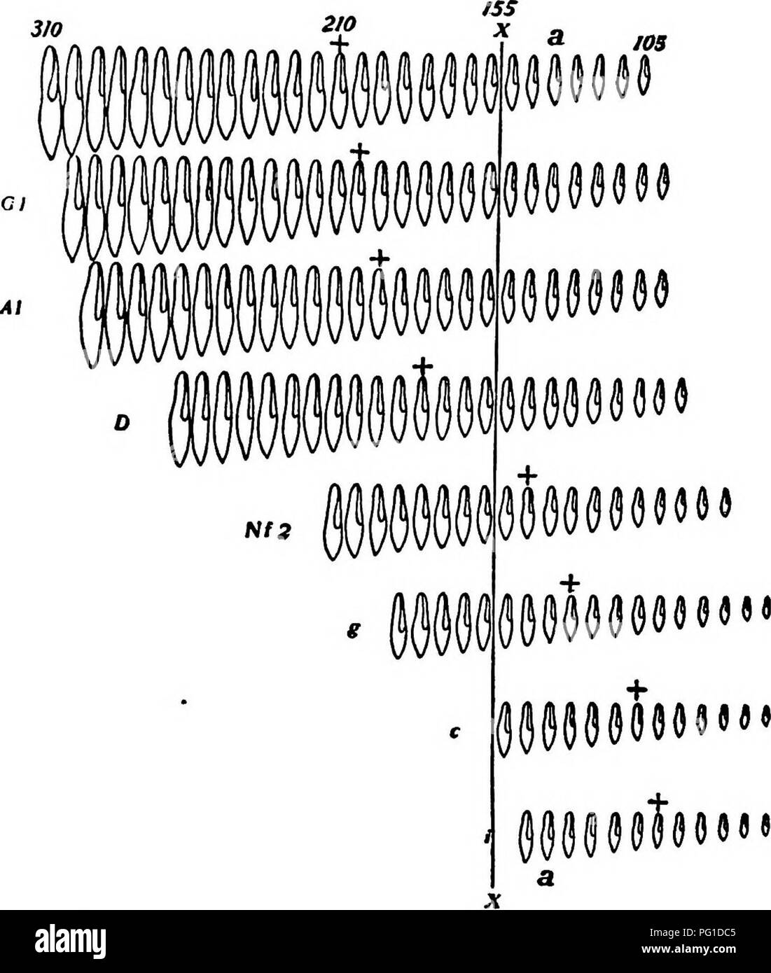 Population variation Cut Out Stock Images & Pictures - Alamy