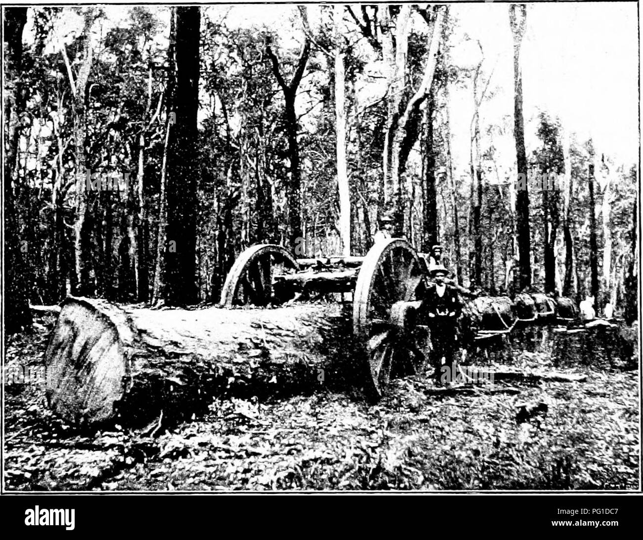 Jarrah forest hi-res stock photography and images - Alamy