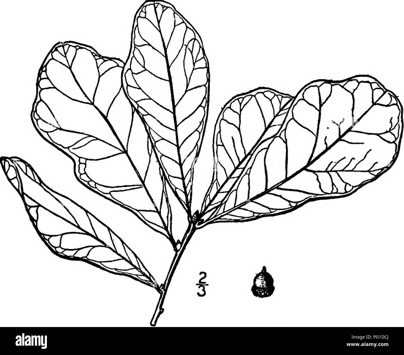 Rounded leaf apex hi-res stock photography and images - Alamy