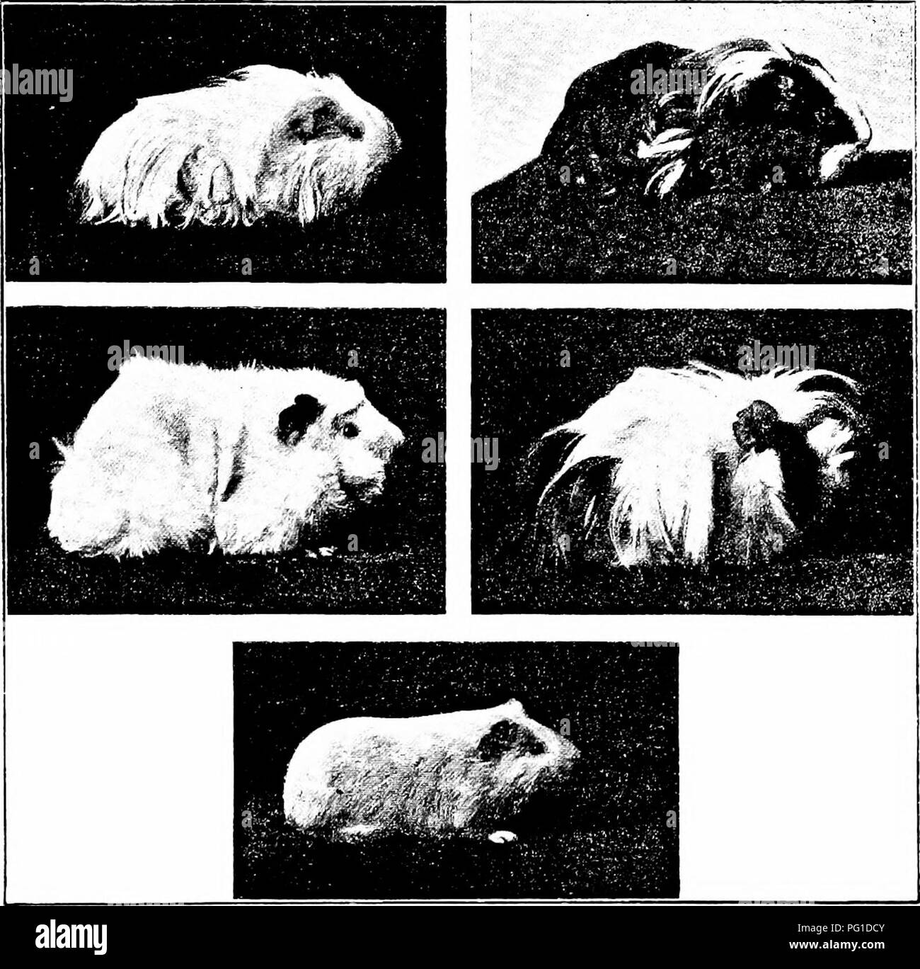 This diagram illustrates the results of animal breeding experiments ...