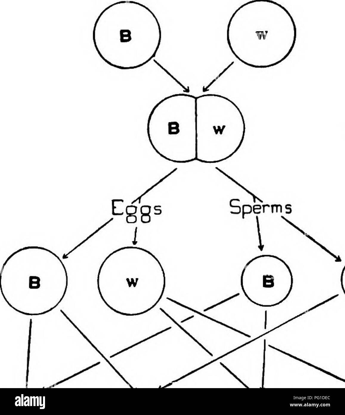 Cross Breeding Diagram