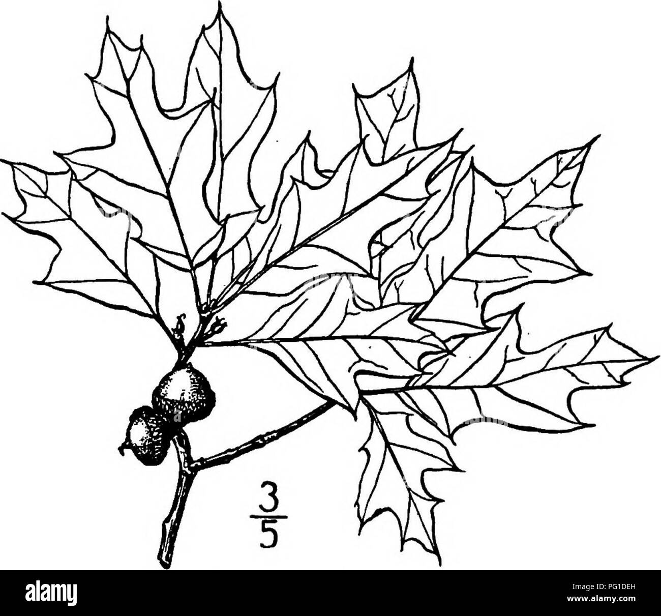 The Georgia Oak (Quercus georgiana) is a small tree, often a bushy ...