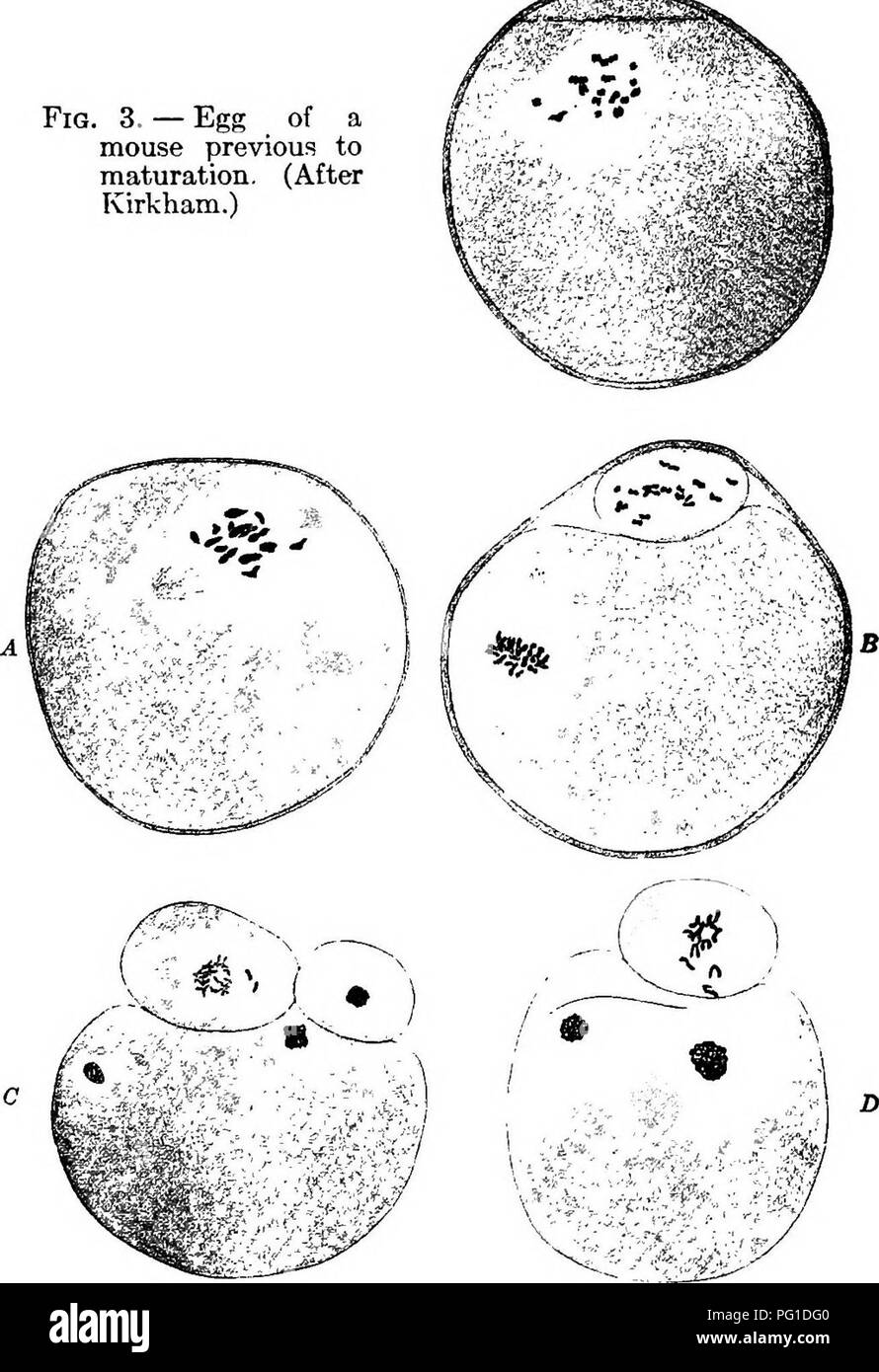 This work explores the relationship between heredity, evolution, and ...