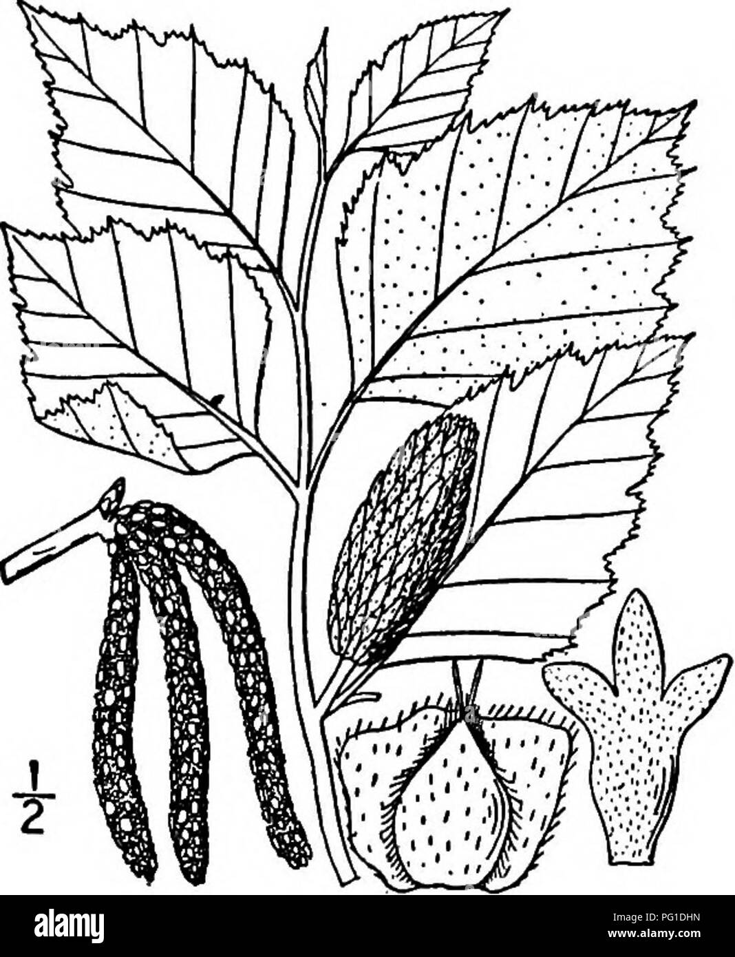 . North American trees : being descriptions and illustrations of the ...