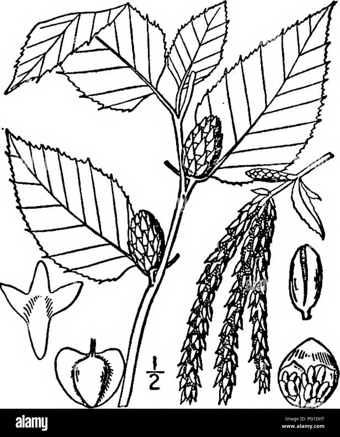 This image from *North American Trees* illustrates the Southern Yellow ...