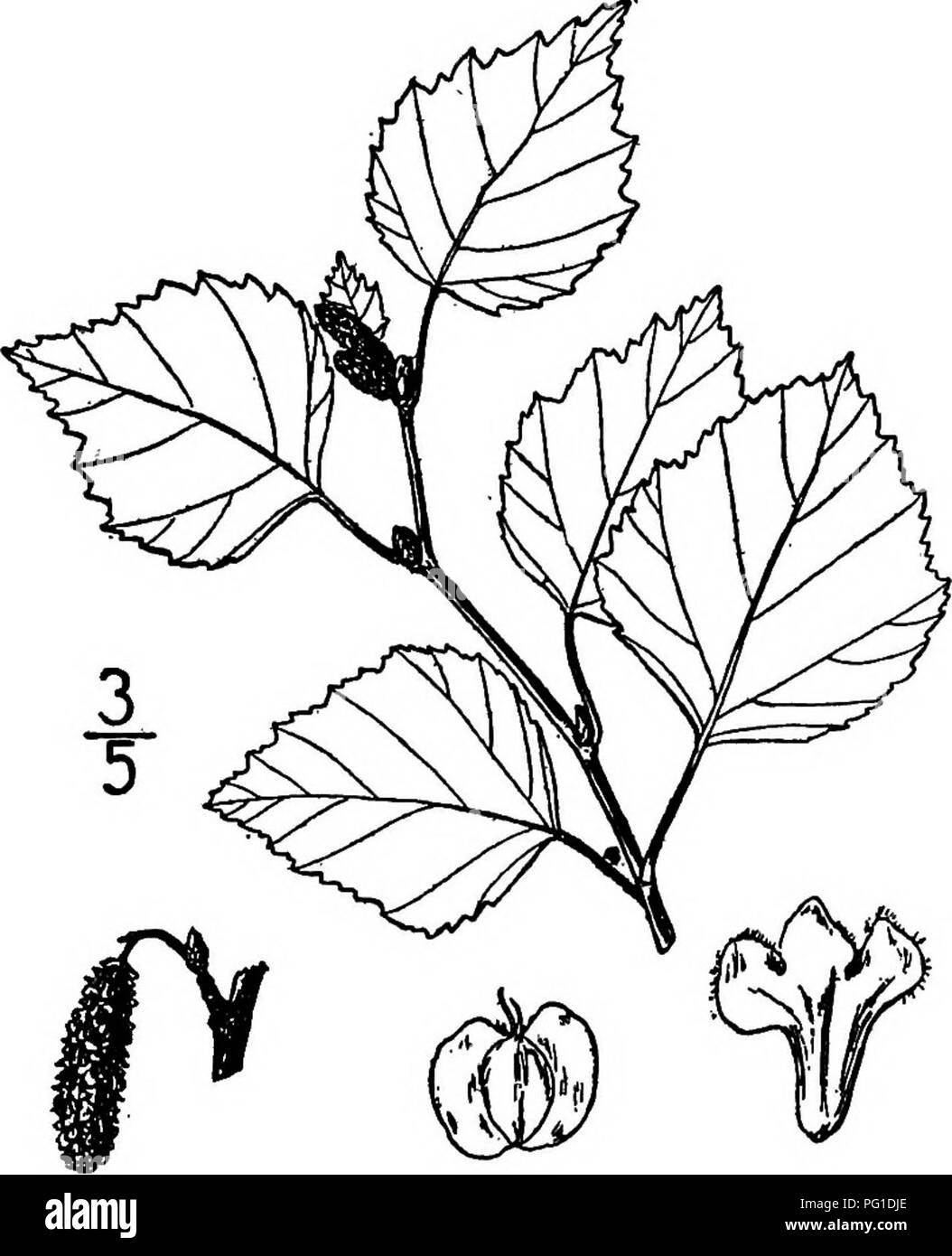 . North American trees : being descriptions and illustrations of the ...