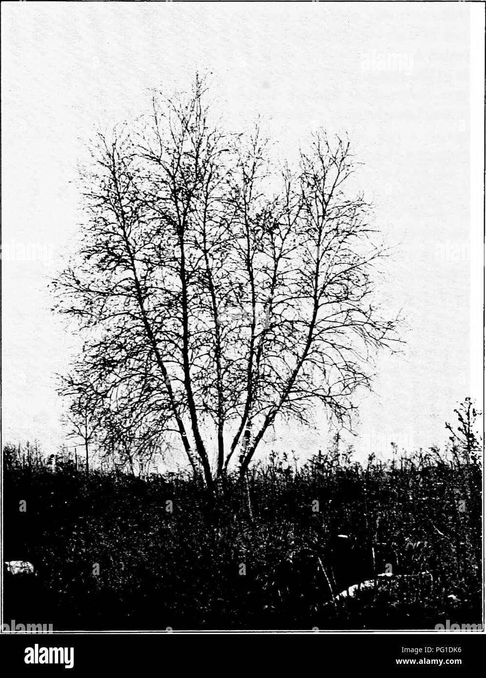 This image illustrates the characteristics of the Birch tree ...