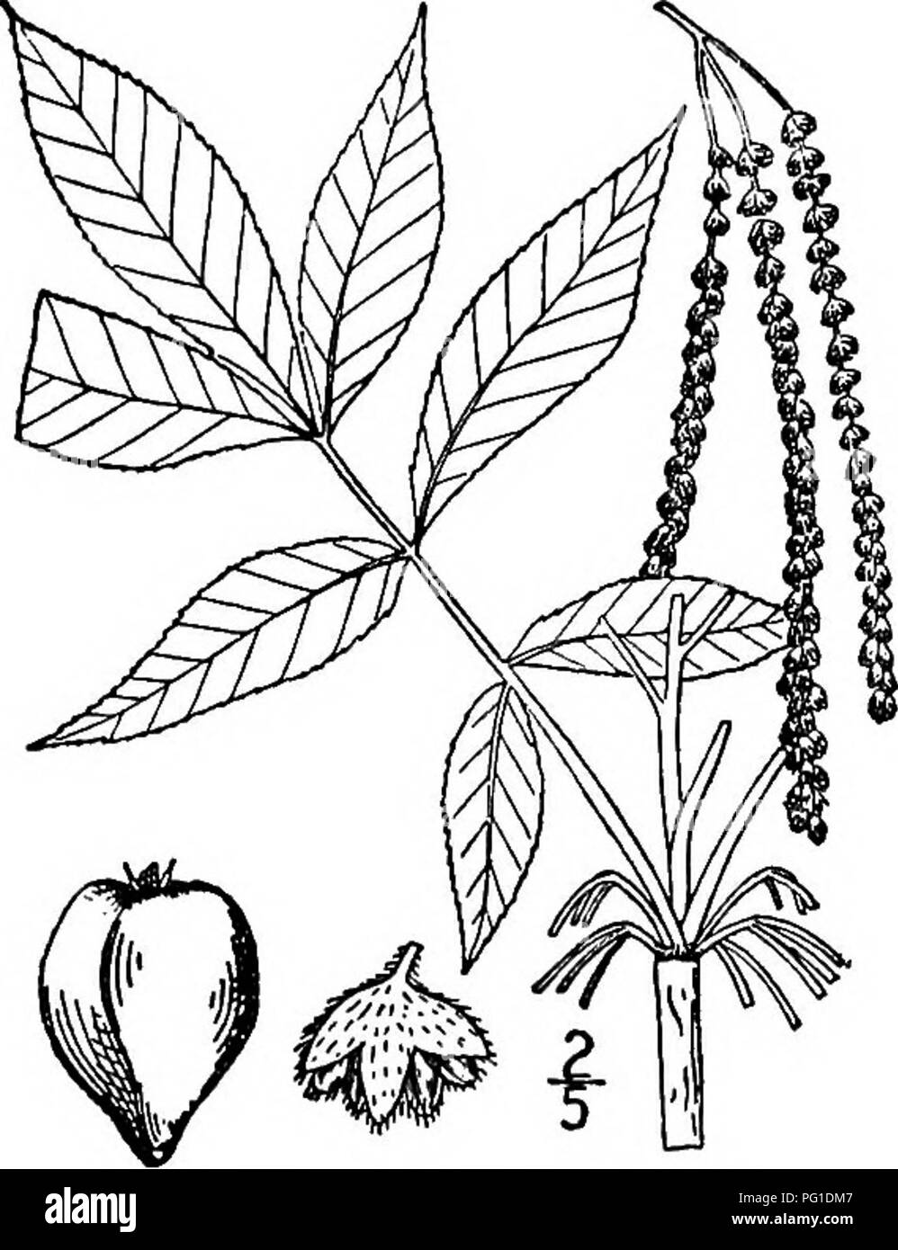 American pignut hickory tree Black and White Stock Photos & Images - Alamy