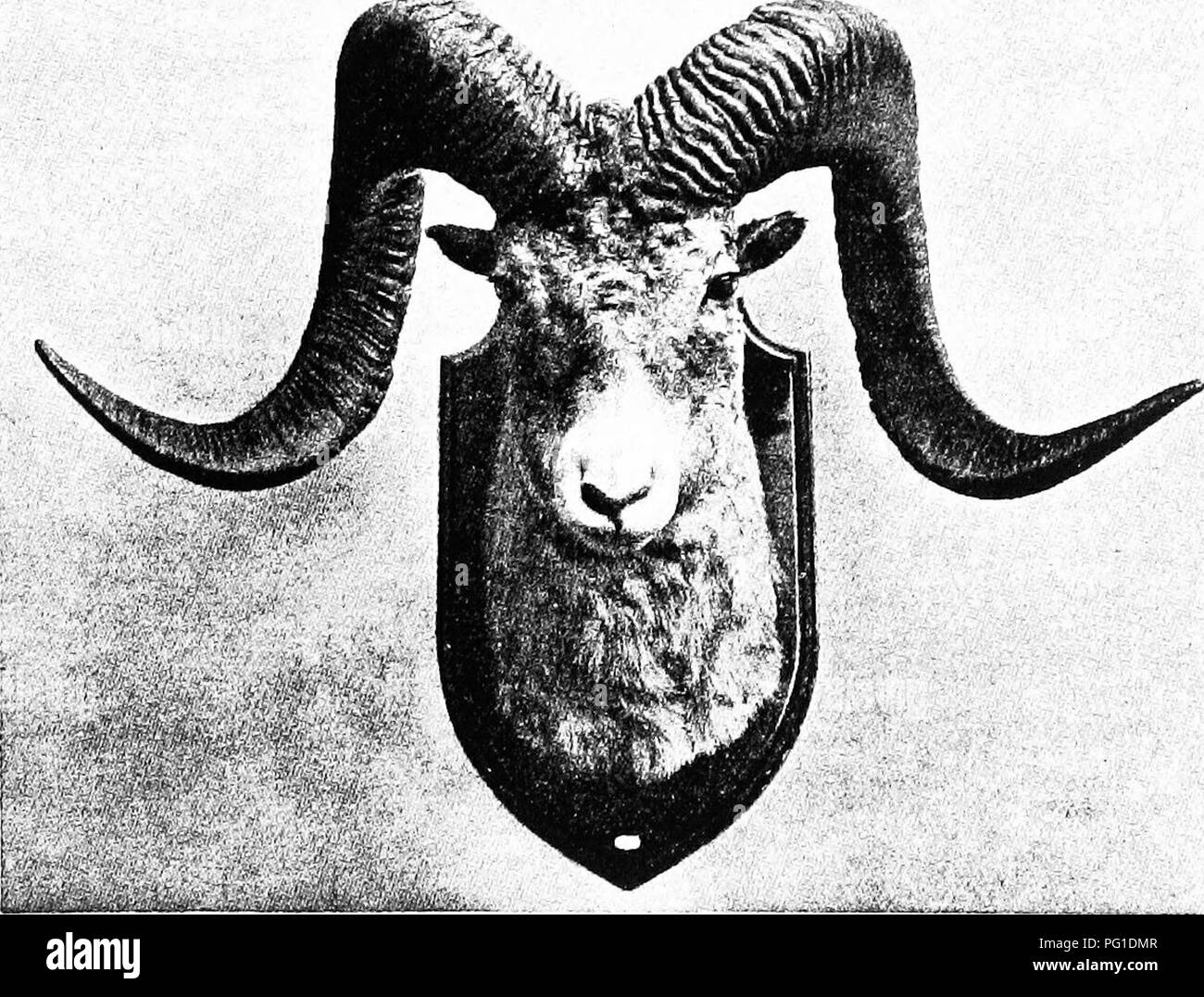 Argali horns Black and White Stock Photos & Images - Alamy