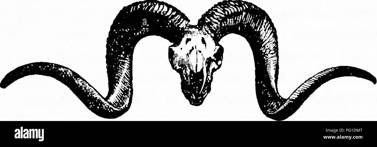 This work examines the characteristics of the Argali sheep ...