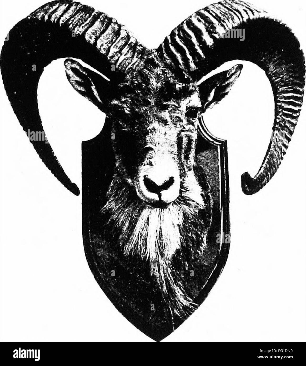 This work provides detailed anatomical drawings of various sheep ...