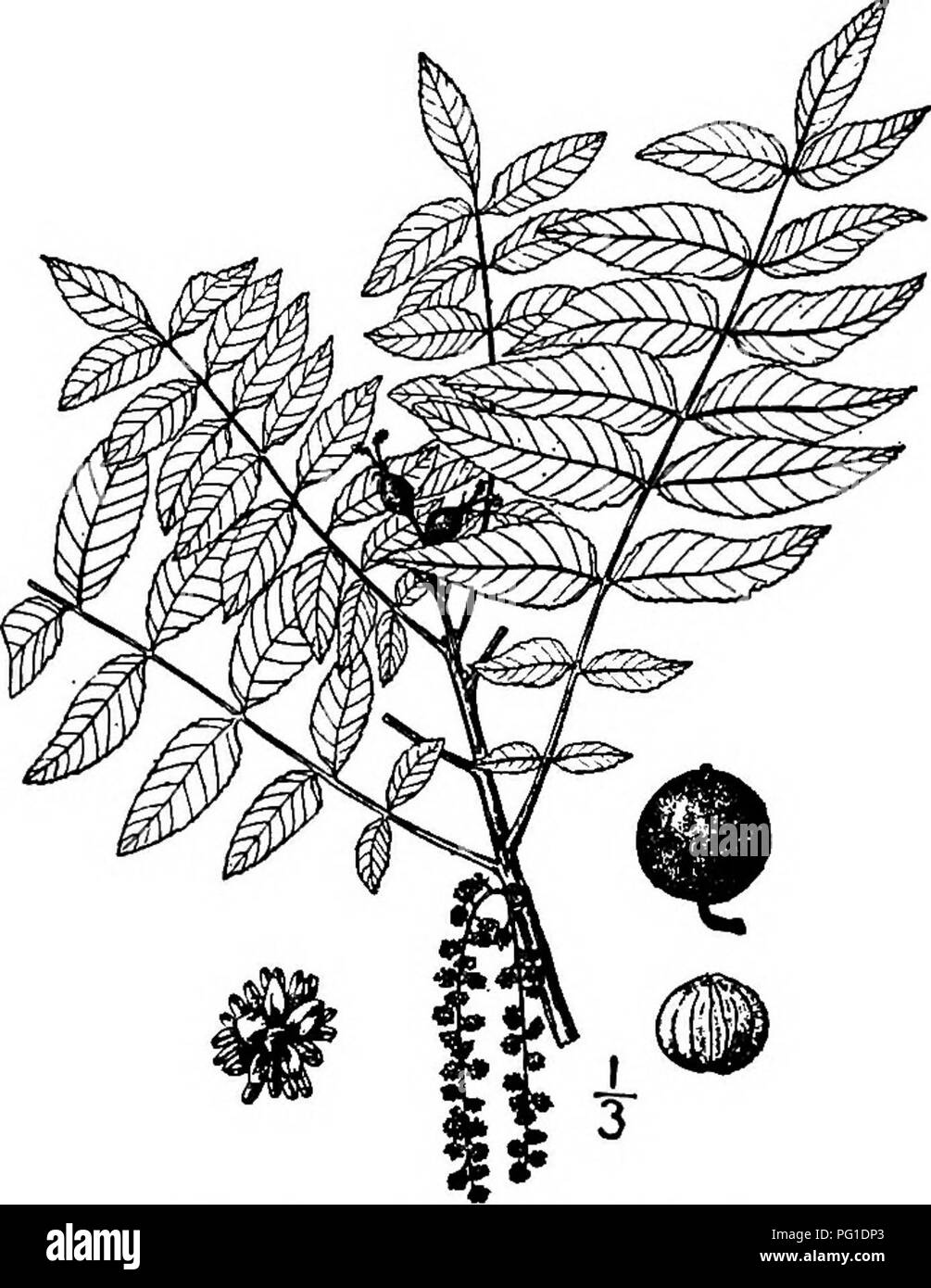 Walnut tree species Black and White Stock Photos & Images - Alamy