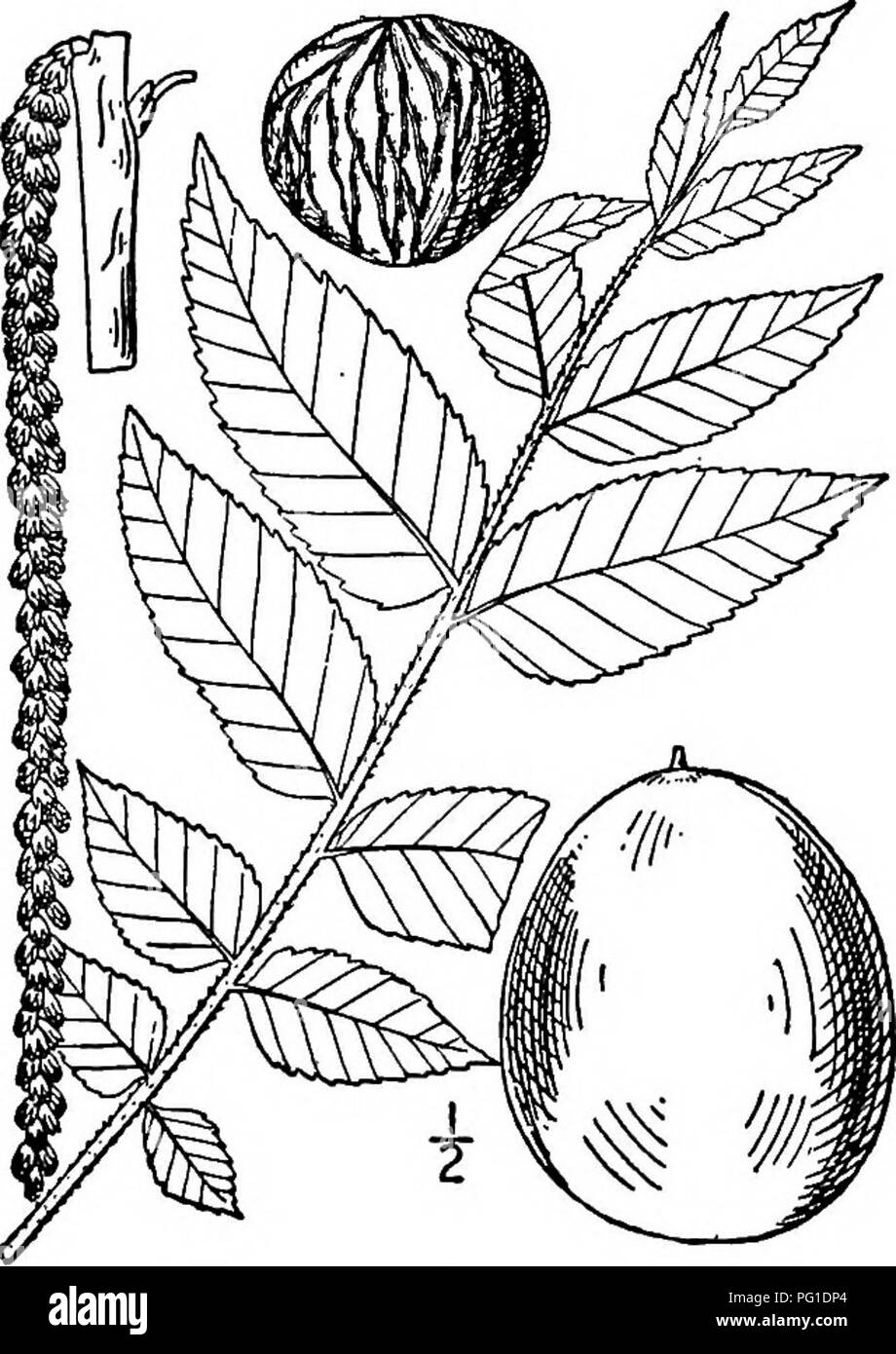 . North American trees : being descriptions and illustrations of the ...