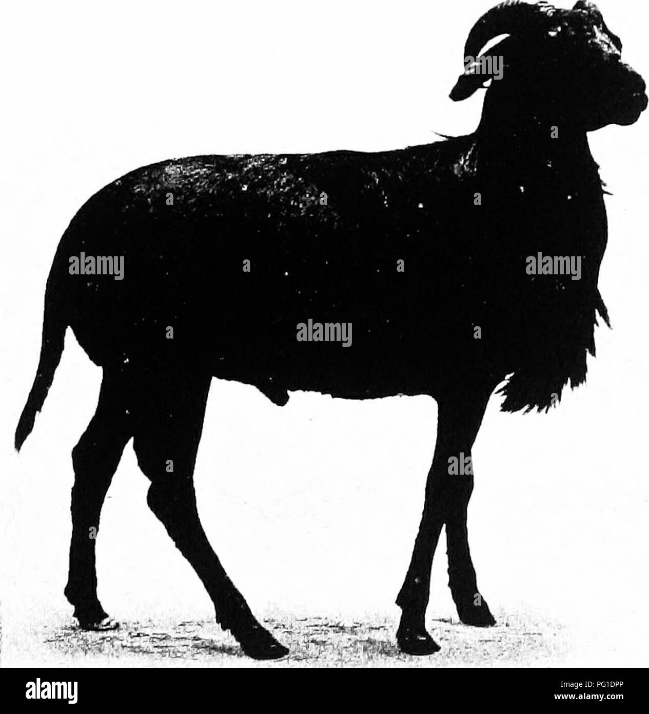 This work provides descriptions of different sheep breeds, including ...