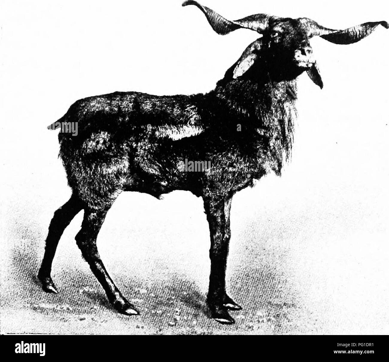 This work by Richard Lydekker focuses on the biology and classification ...