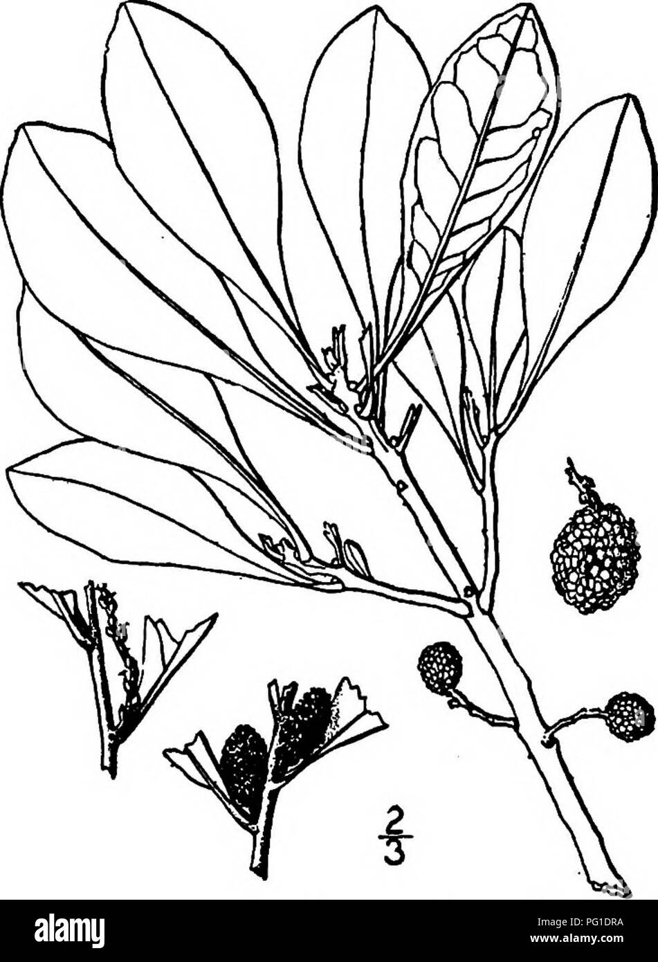 Bayberry leaf Black and White Stock Photos & Images - Alamy