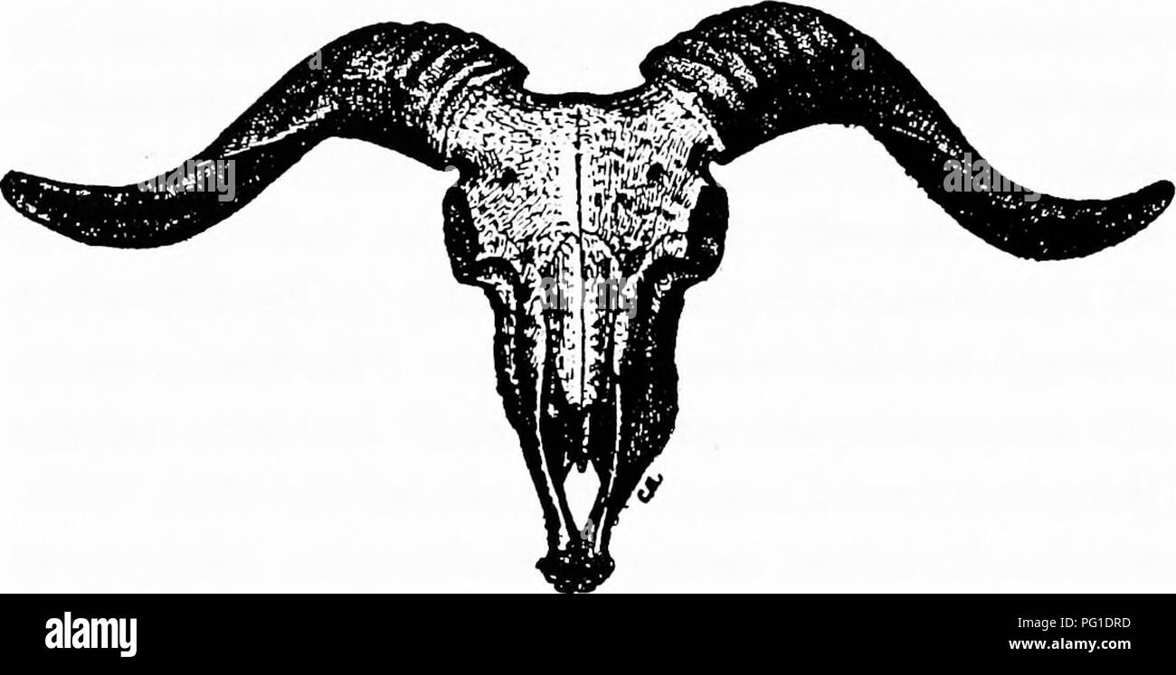 Long legged sheep Black and White Stock Photos & Images - Alamy