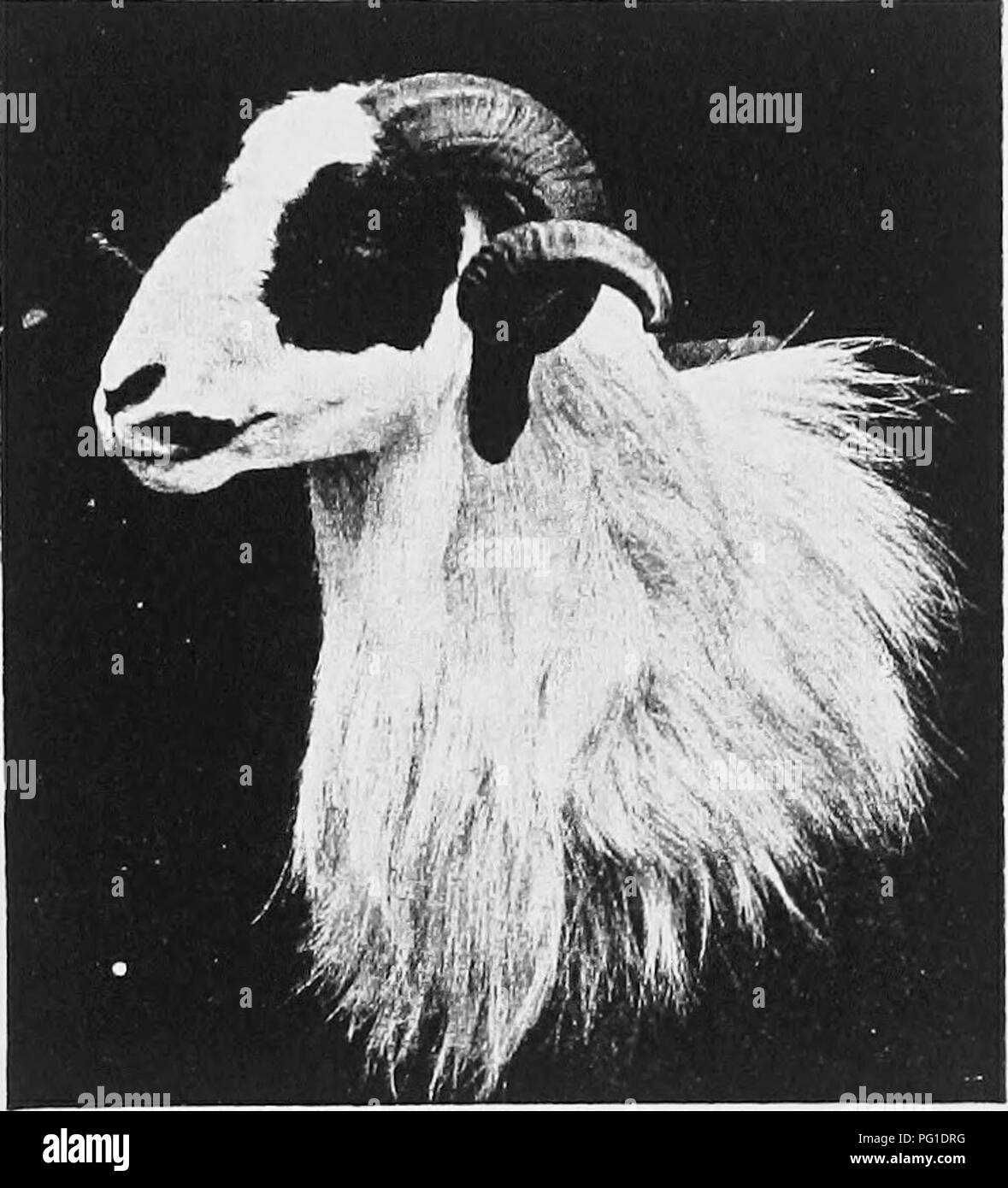 This work offers a detailed examination of sheep and related species ...