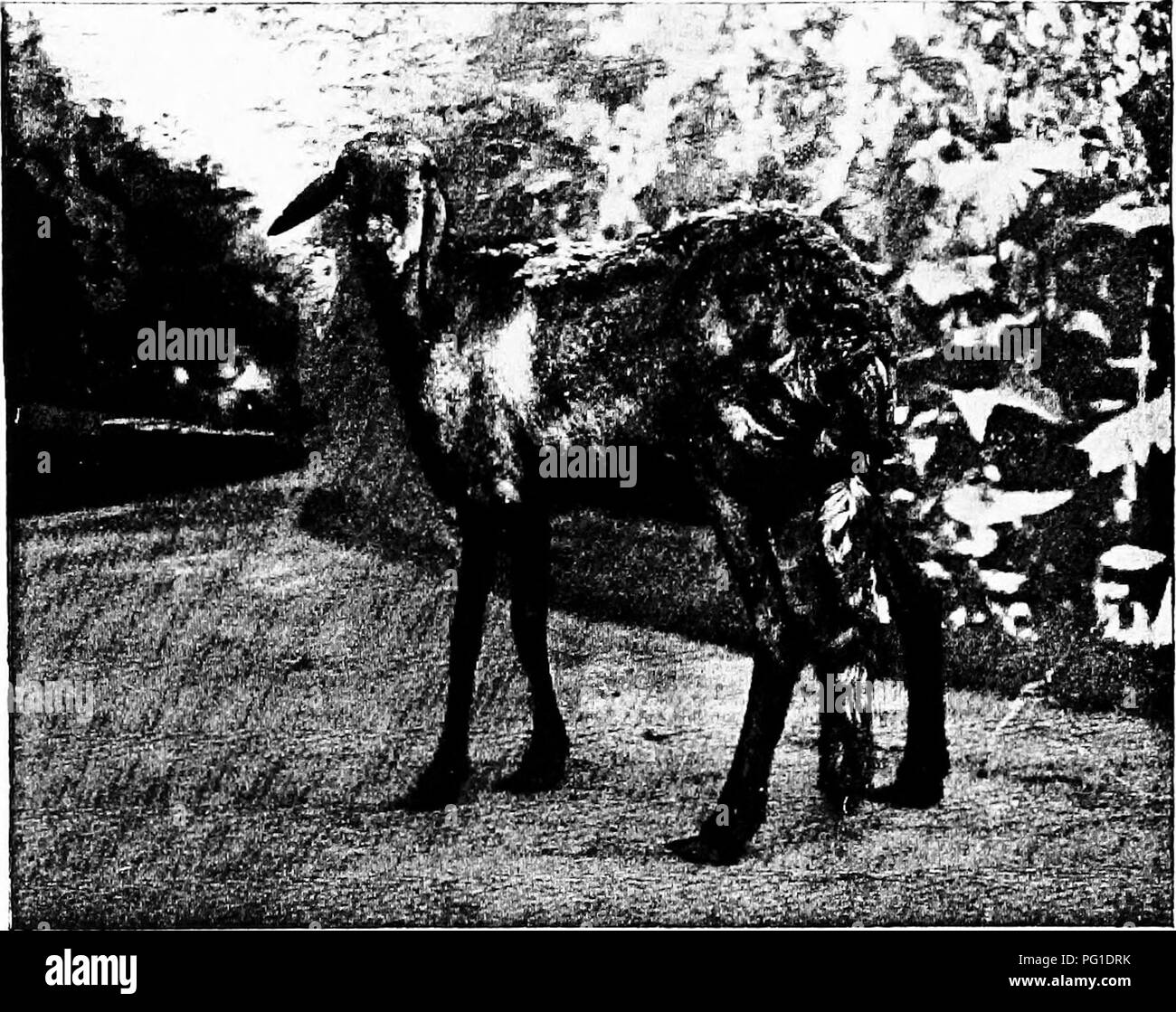 Richard Lydekker’s illustration depicts a sheep and its relatives ...