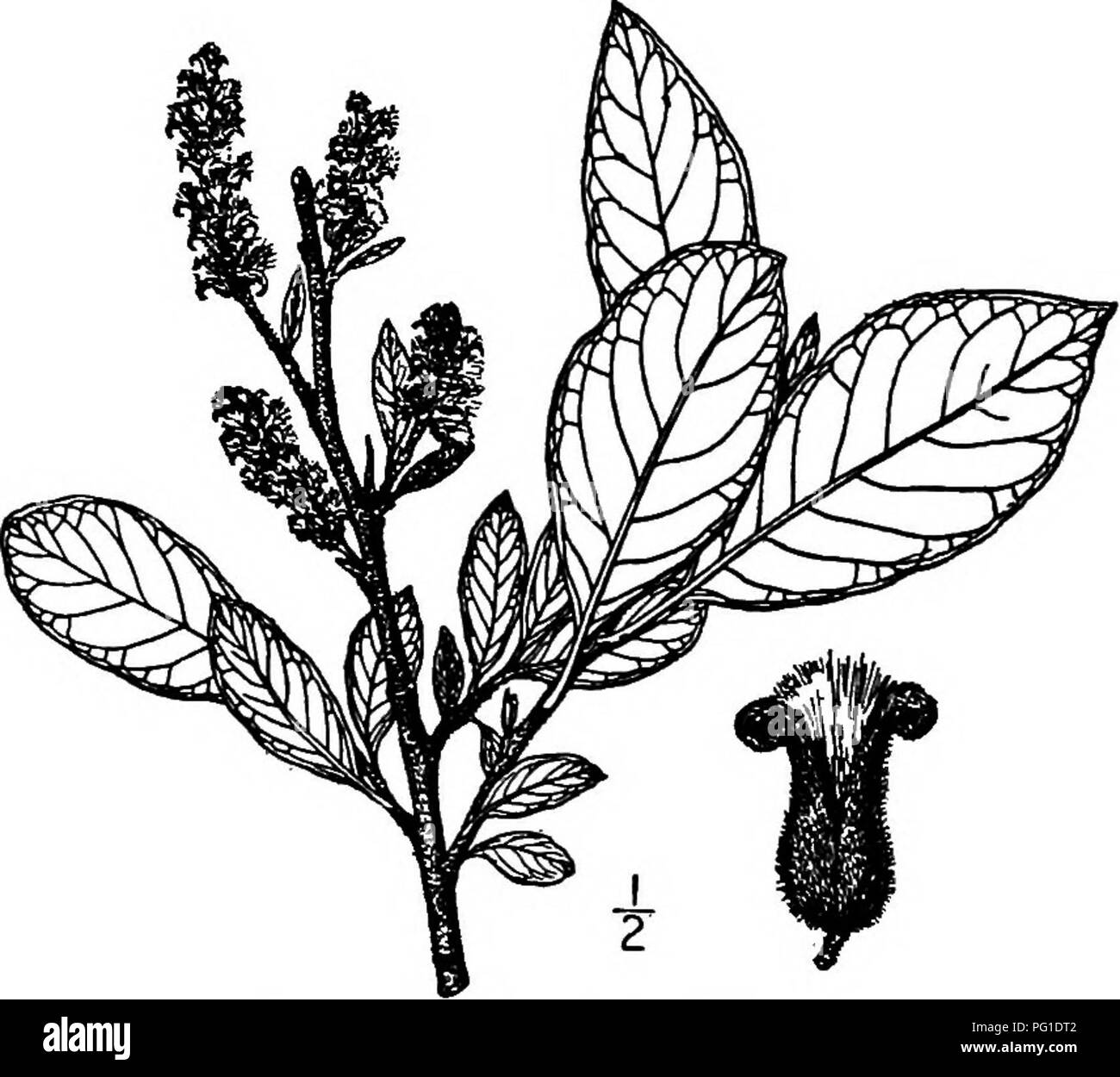 Puberulent hi-res stock photography and images - Alamy