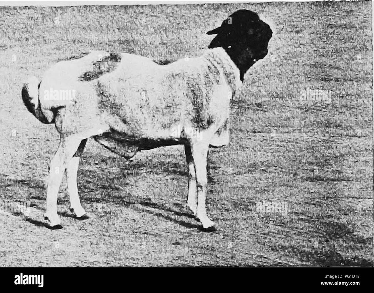 A historical illustration of sheep and related species, depicting their ...