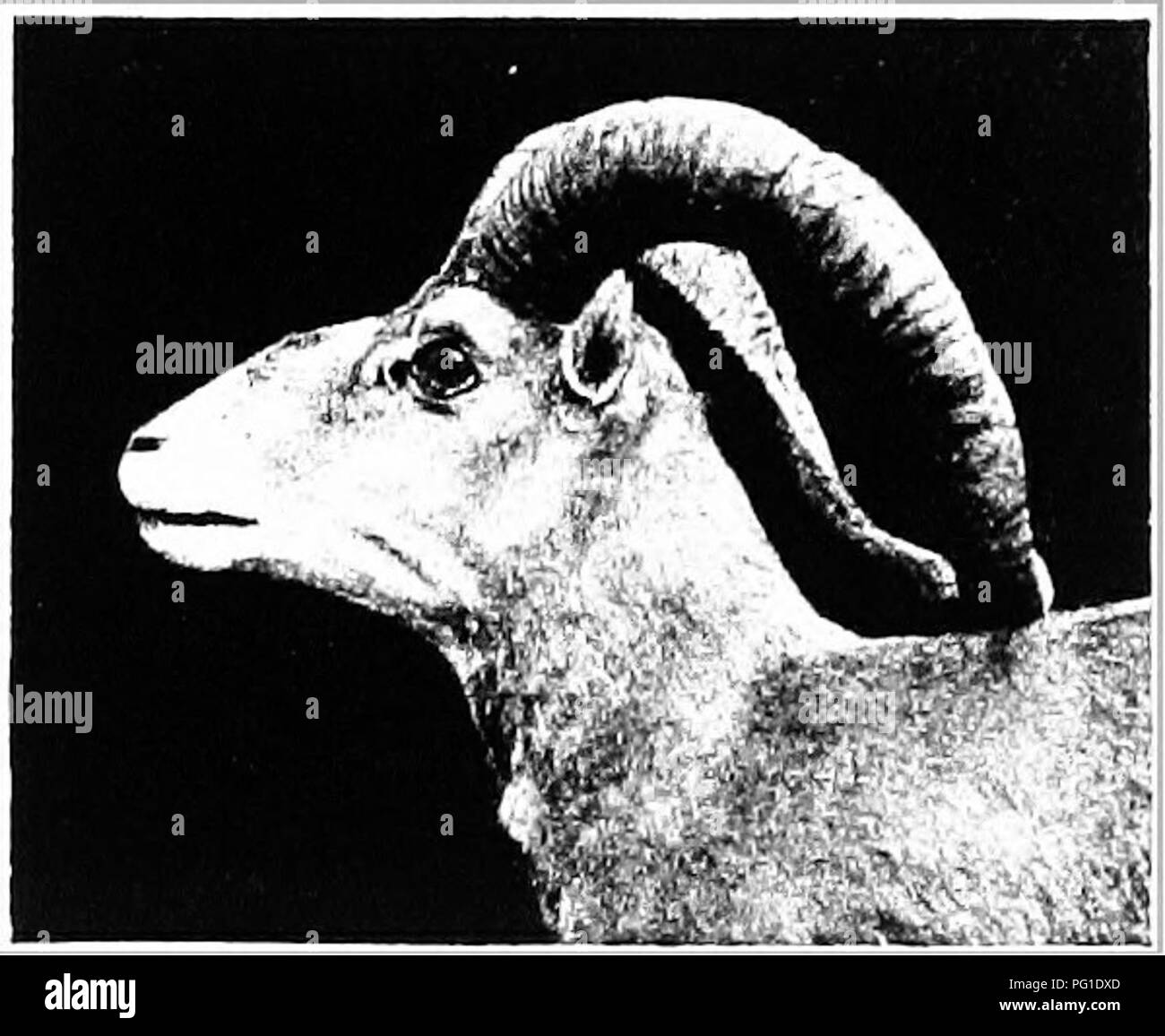 This book explores the various species within the sheep family ...