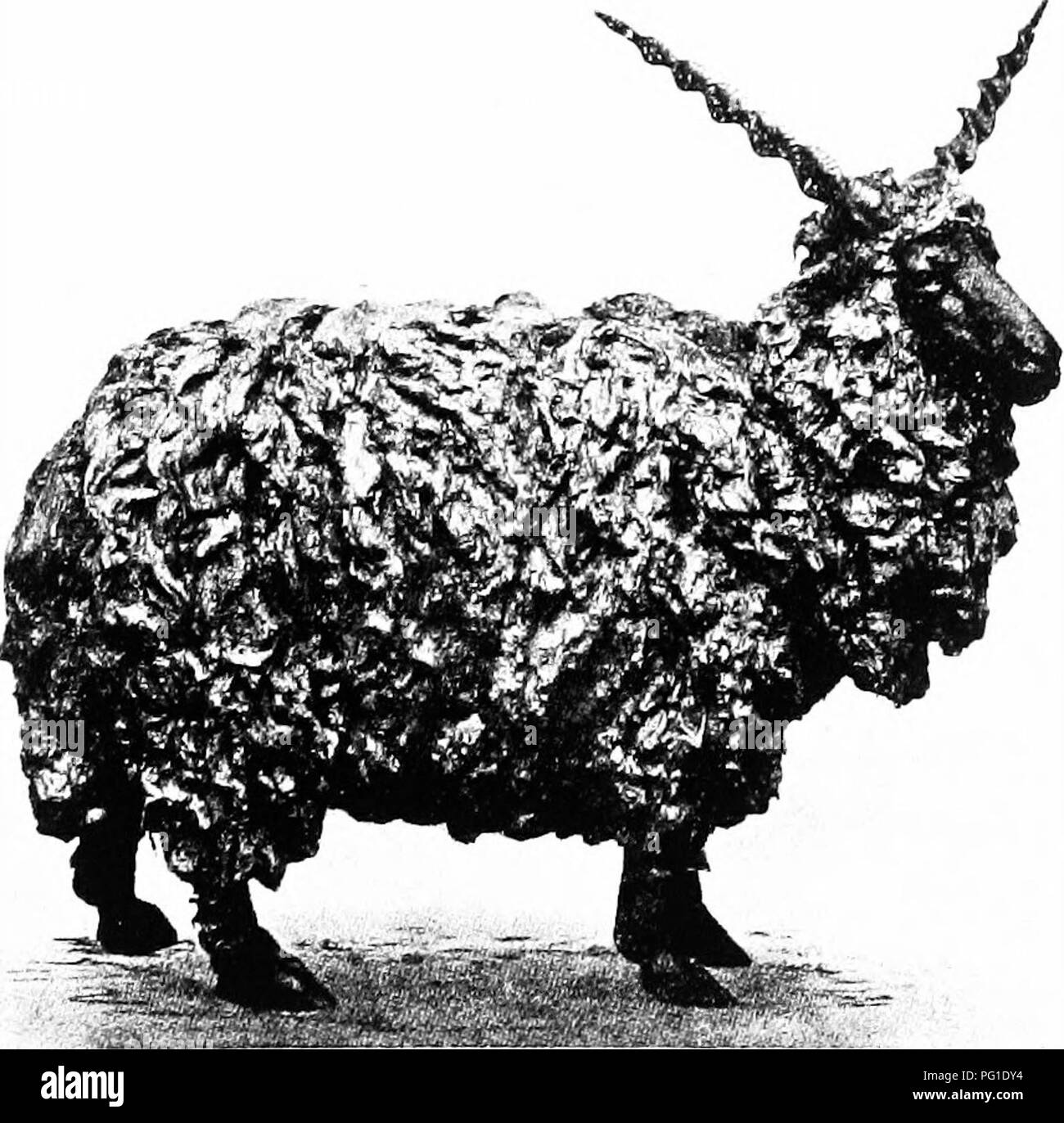 Wallachian sheep hi-res stock photography and images - Alamy