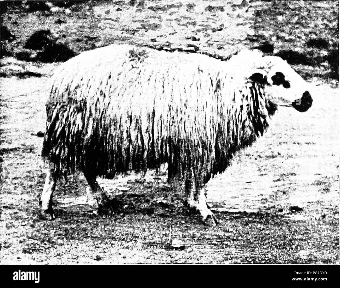 This work by Richard Lydekker presents detailed illustrations and ...