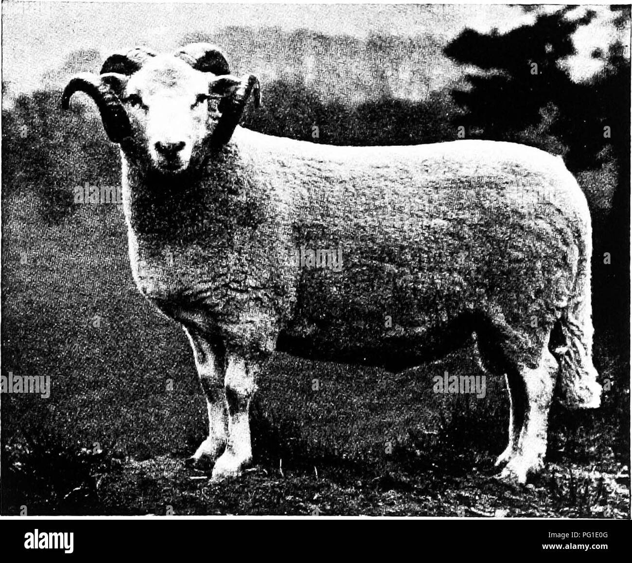 This work features illustrations and descriptions of various sheep ...