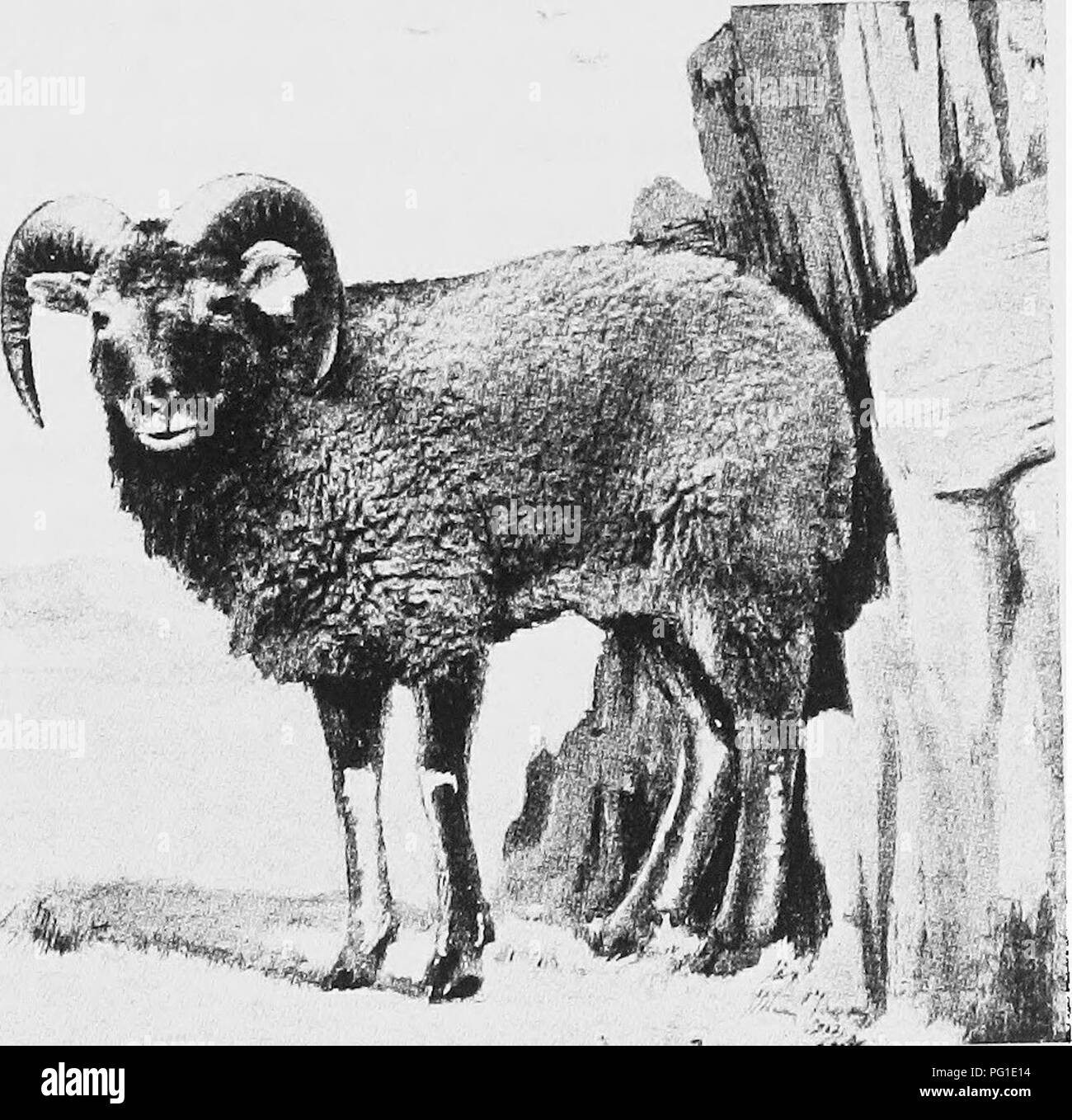 This illustration depicts different sheep breeds and their relatives ...