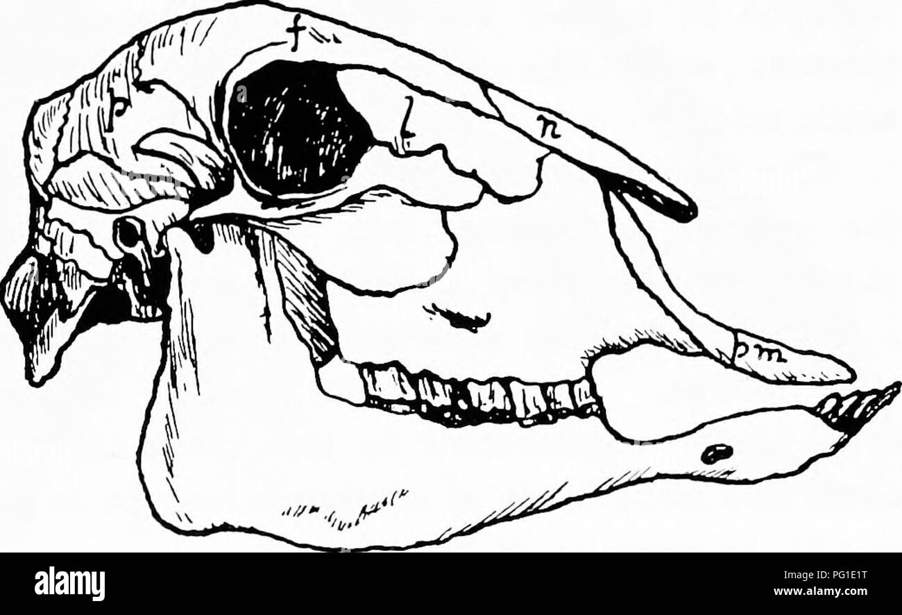 Premaxilla hi-res stock photography and images - Alamy