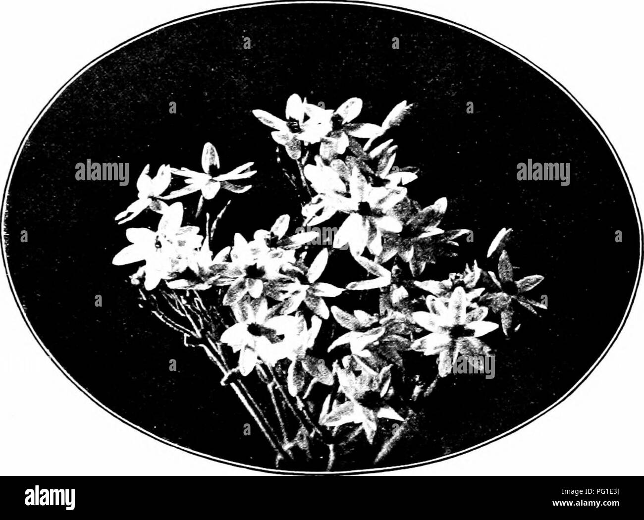 Sumner flower Black and White Stock Photos & Images - Alamy