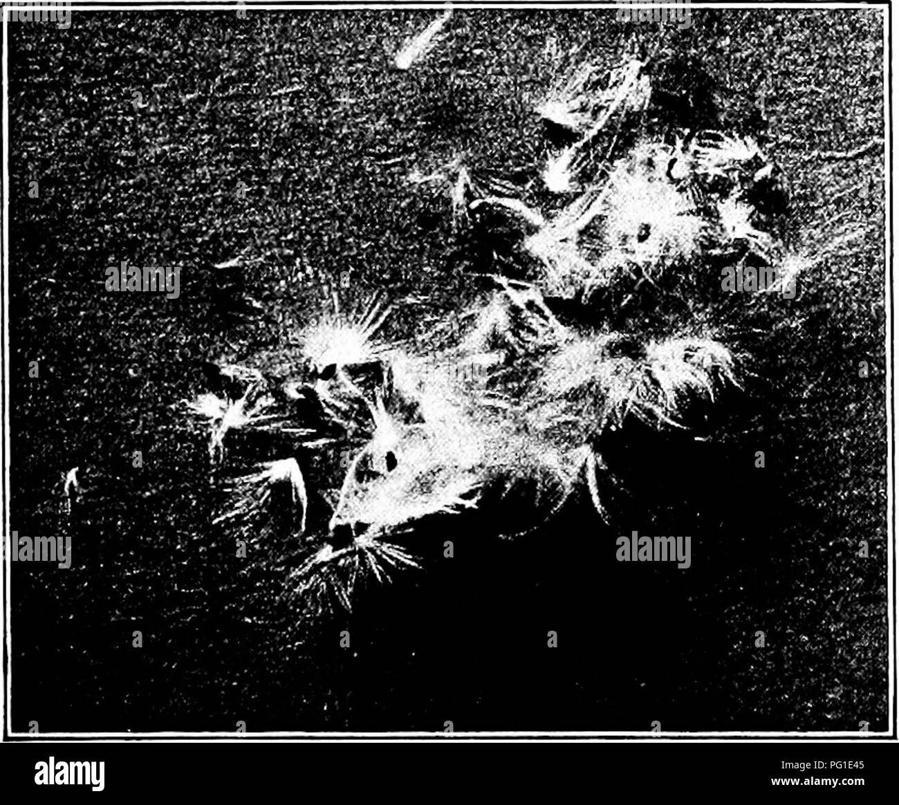 Seed dispersal methods hi-res stock photography and images - Alamy