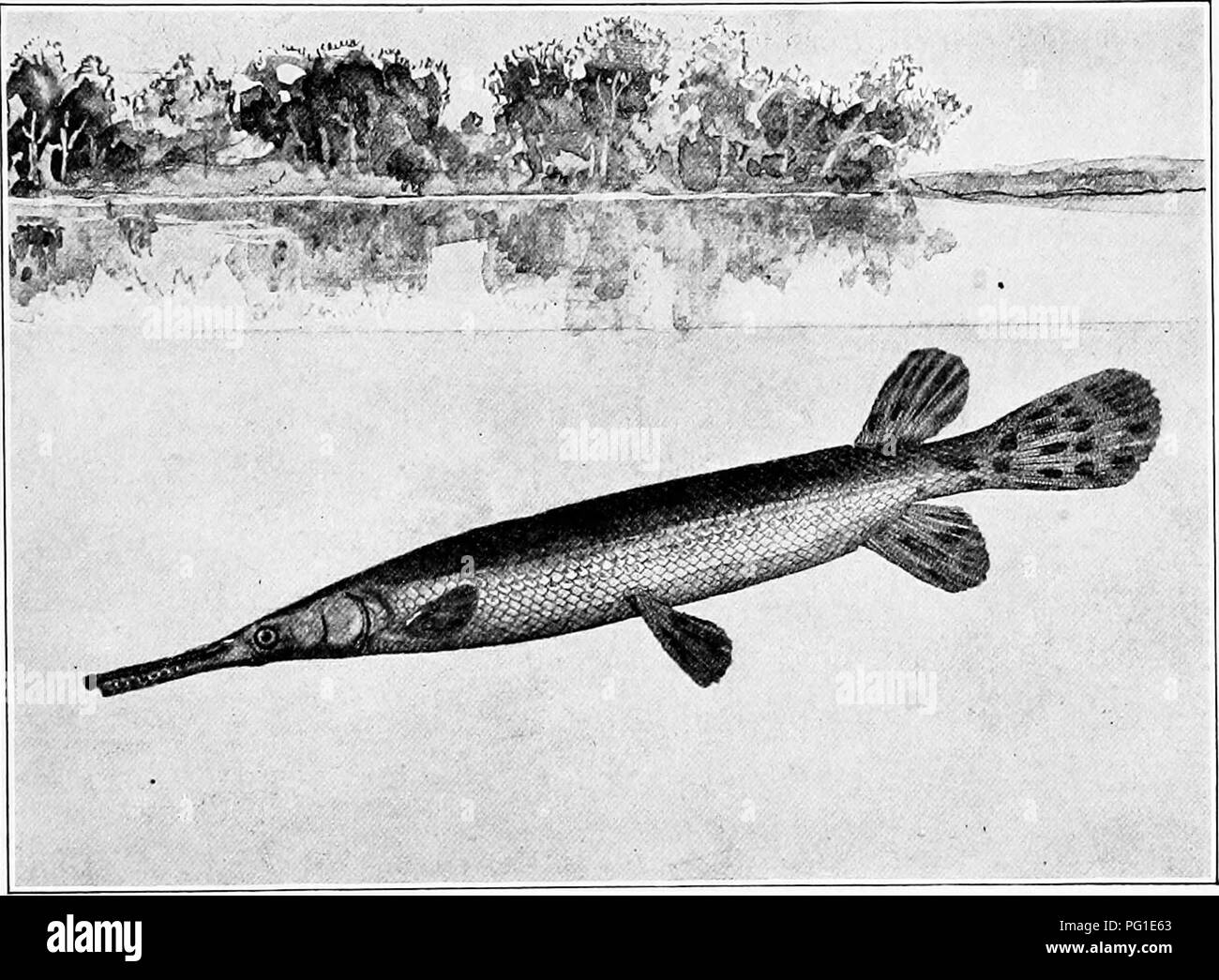 Gar pike hi-res stock photography and images - Alamy