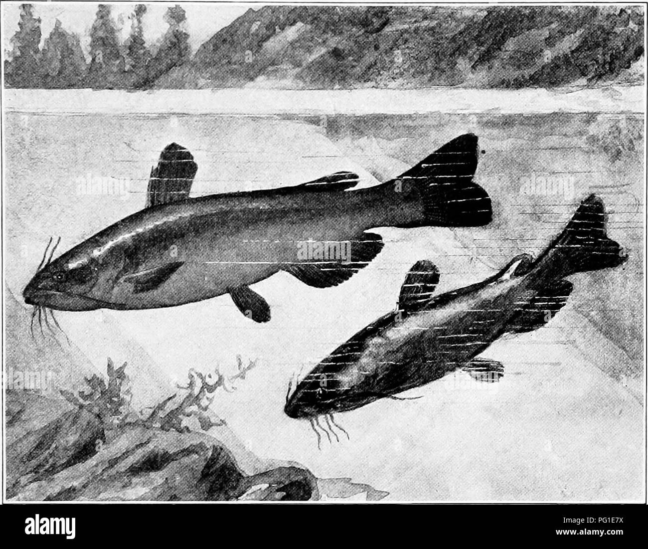 The image from *The American Natural History* illustrates the ...