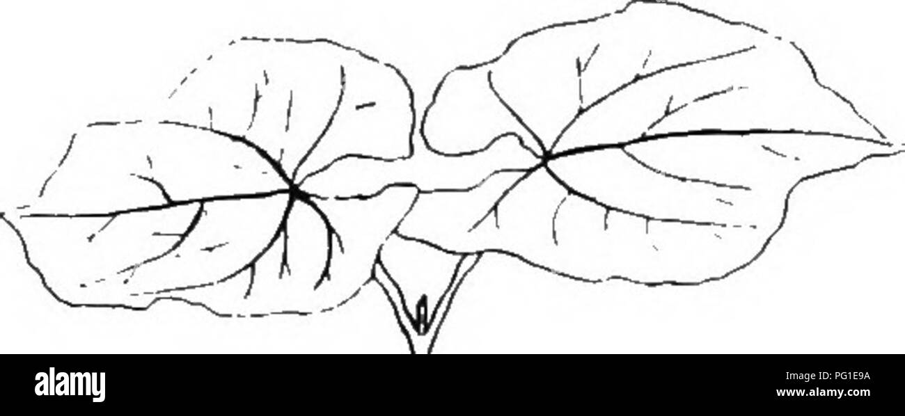 This image from Daniel Hall's work on agricultural chemistry ...