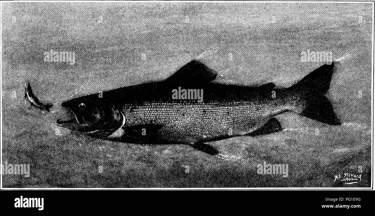 Salmo solar hi-res stock photography and images - Alamy