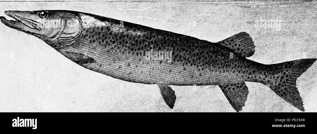 This comprehensive natural history work provides detailed descriptions ...