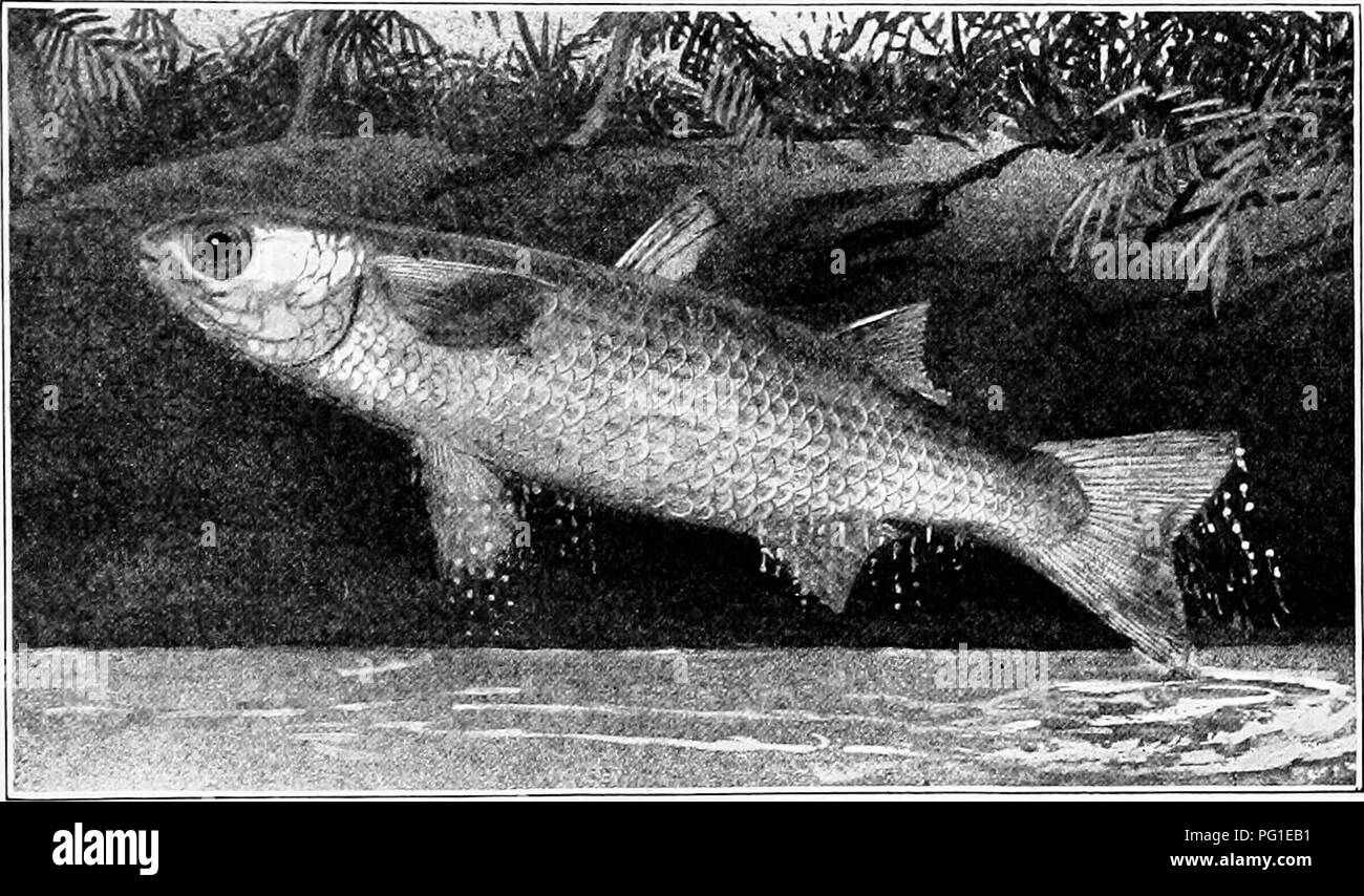 This section of *The American Natural History* provides information on ...