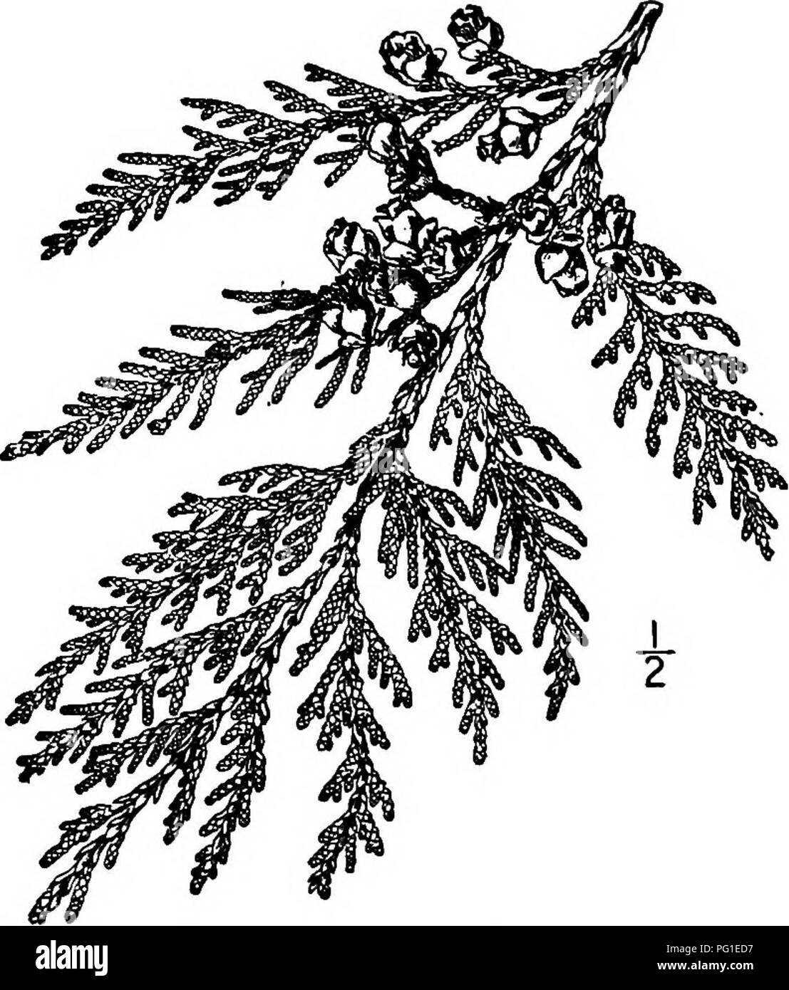Thuja specimens thuja gigantea Black and White Stock Photos & Images ...