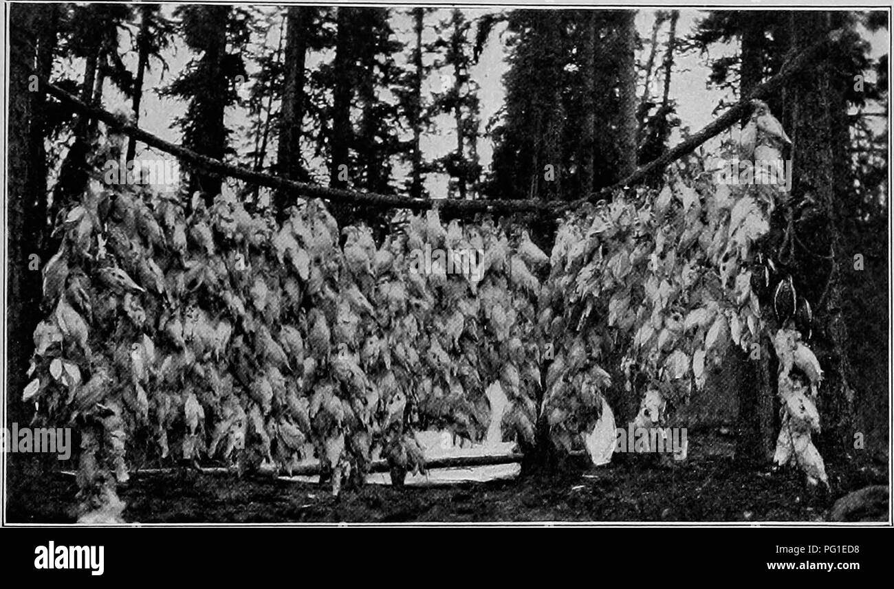 This work outlines the impact of unregulated hunting and the slaughter ...