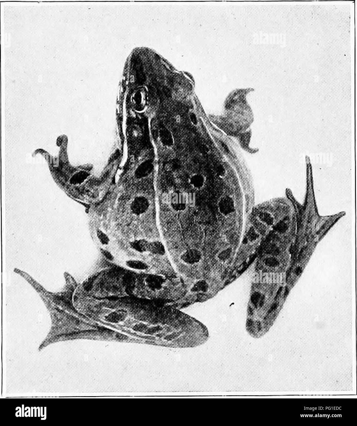 Some species of frogs, like the leopard frog, hibernate by burrowing ...