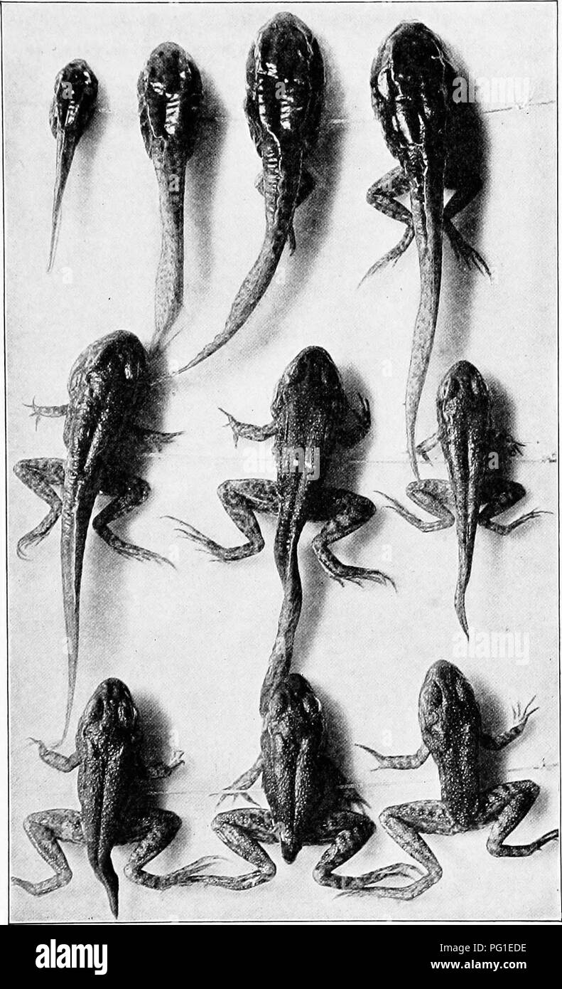 This work documents the life cycle of the common frog, from tadpole to ...