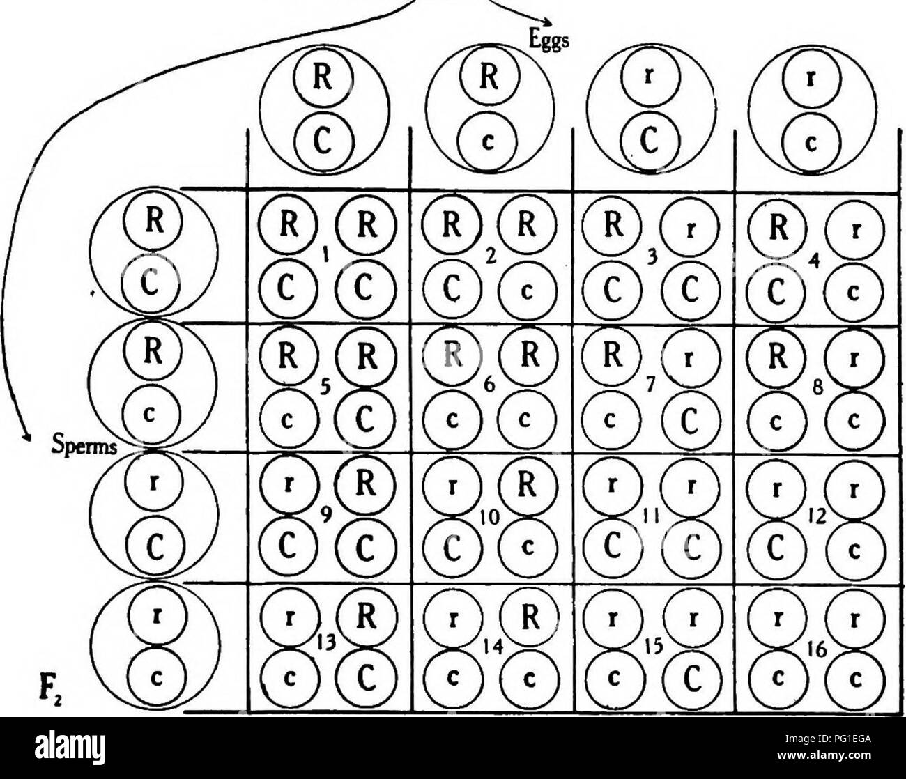 This work includes diagrams illustrating genetic principles, such as ...