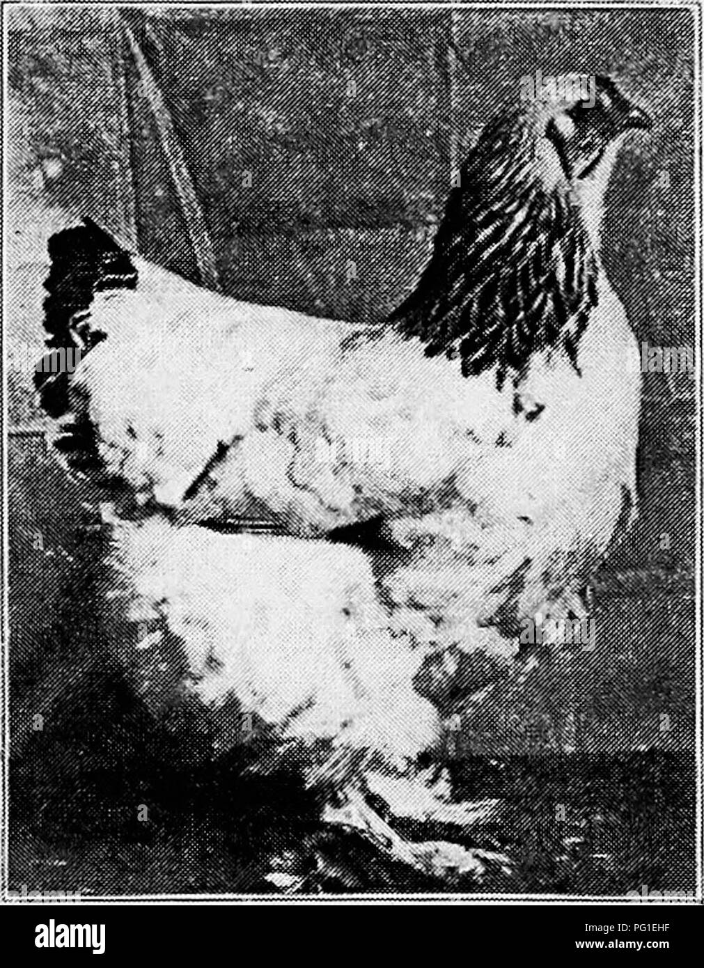 This work on poultry culture discusses the impact of selective breeding ...