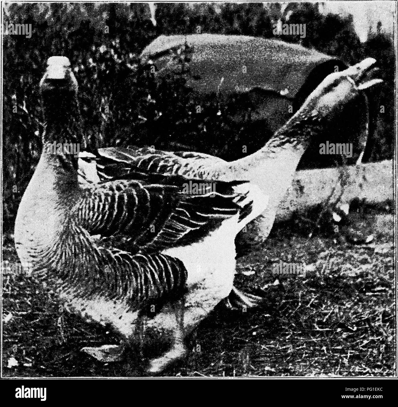 Toulouse geese Black and White Stock Photos & Images - Alamy