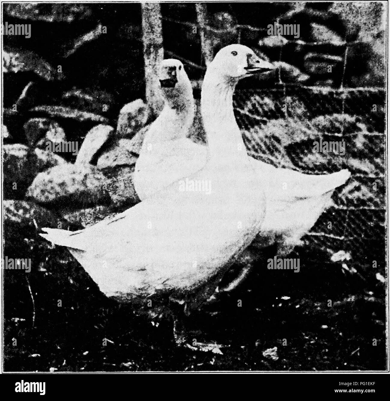 Egg laying goose Black and White Stock Photos & Images - Alamy