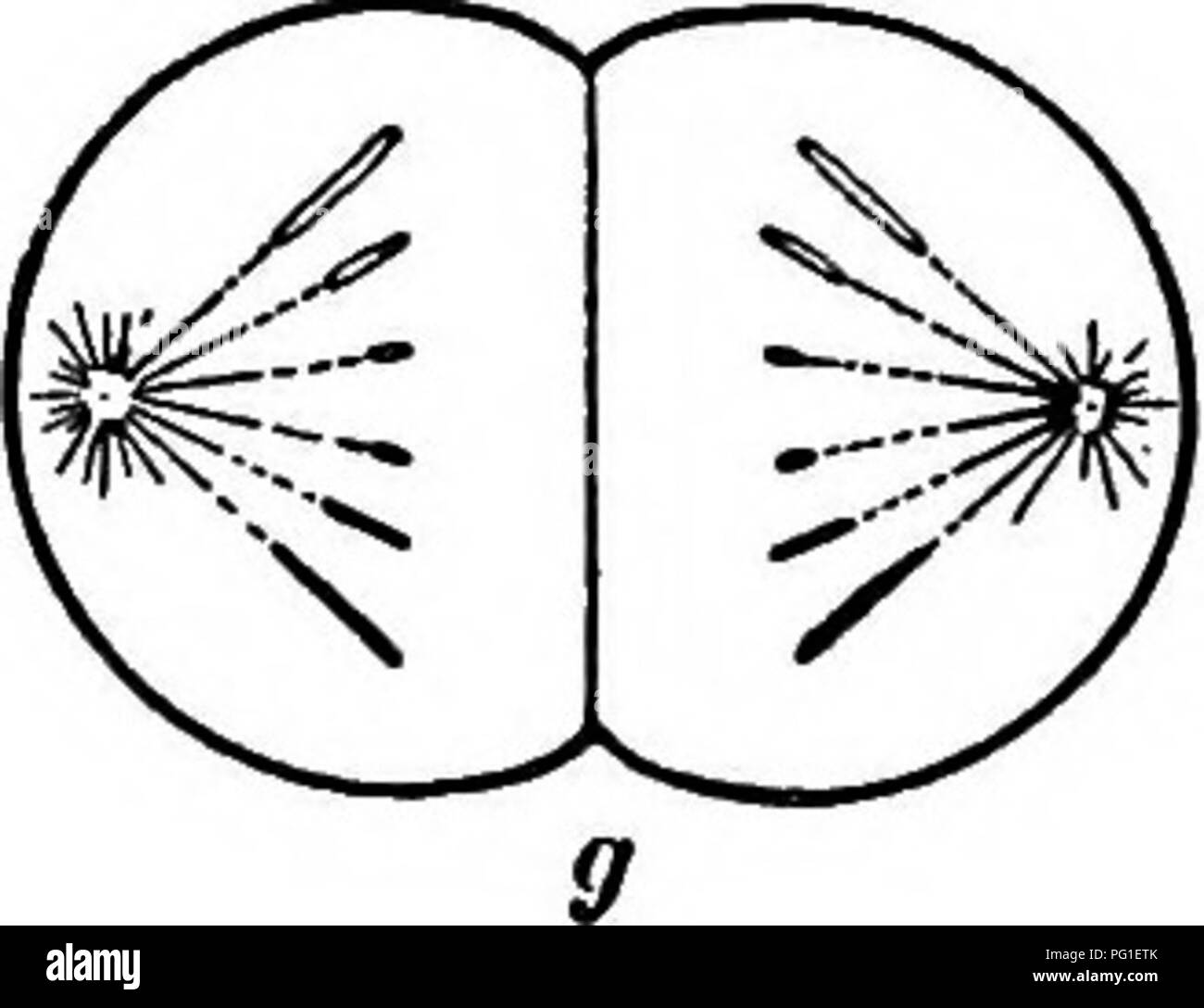 Female pronucleus hi-res stock photography and images - Alamy